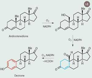 Aromatase: a target for cancer treatment | Feature | RSC Education