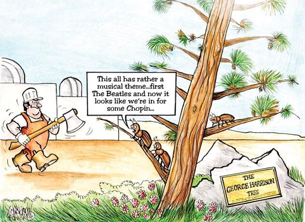 Bark beetles eat Beatle’s memorial tree | Soundbite | RSC Education