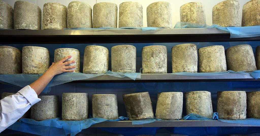 Chemists hold the key to perfect cheese | Feature | RSC Education