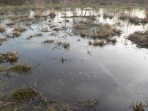 Marsh gas, or hydrocarbons on the heath | Opinion | RSC Education
