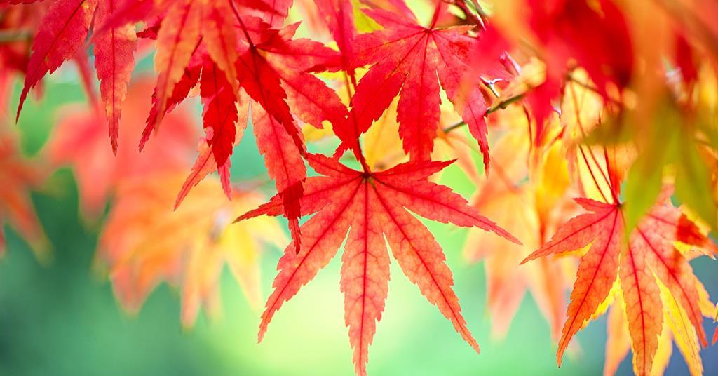 Why do leaves change colour and fall in autumn? | Everyday chemistry ...