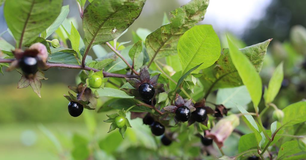 From traditional remedies to modern medicines | Feature | RSC Education