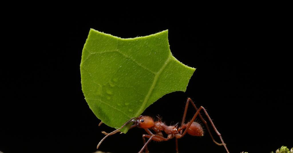 communication in ants pdf