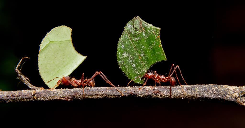 It’s an ant’s life | Feature | RSC Education