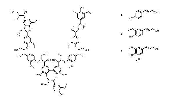 lignin and cellulose difference