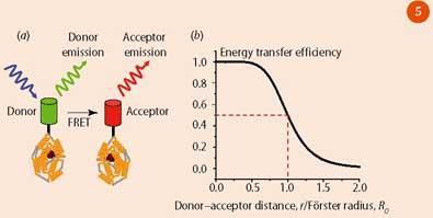 Fluorescence lifetime imaging microscopy | Feature | RSC Education