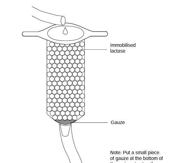 From milk to curds and whey - which enzyme? | Resource | RSC Education