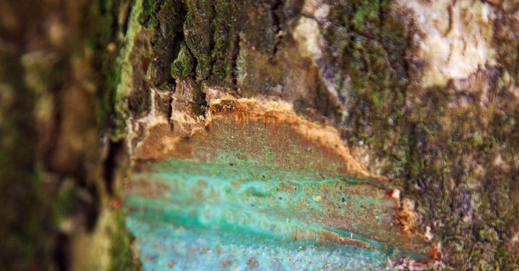 Phytomining: how to mine a tree | Feature | RSC Education