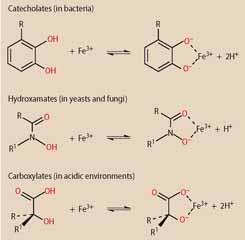 Microbial iron scavengers | Feature | RSC Education