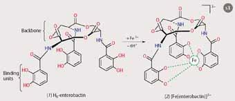 Microbial iron scavengers | Feature | RSC Education