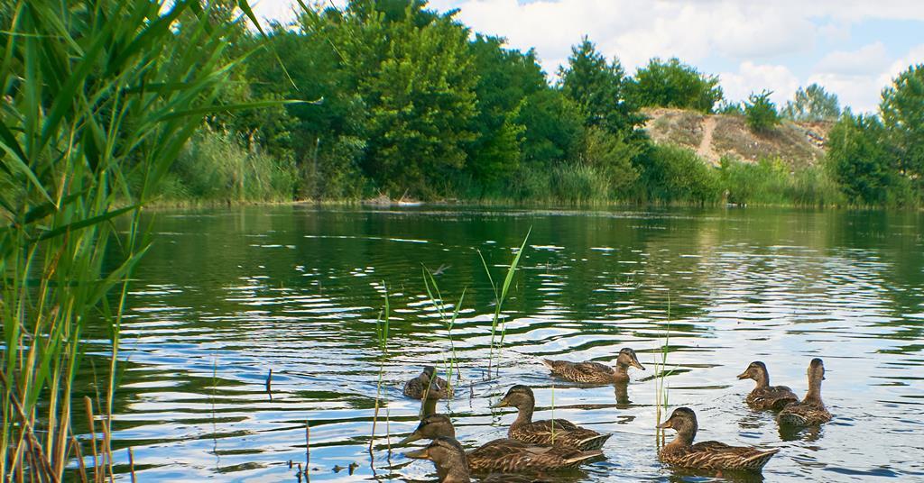 The duck pond problem | Resource | RSC Education