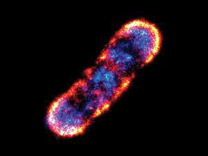 Super-res light microscopy wins Nobel | News | RSC Education