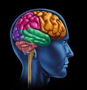 Working Memory | News | RSC Education