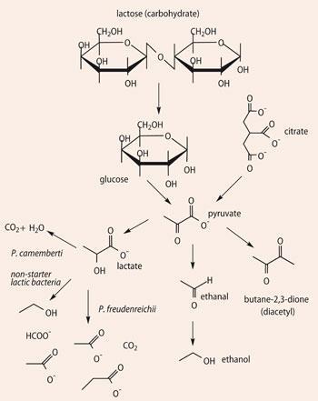 Really cheesy chemistry | Feature | RSC Education