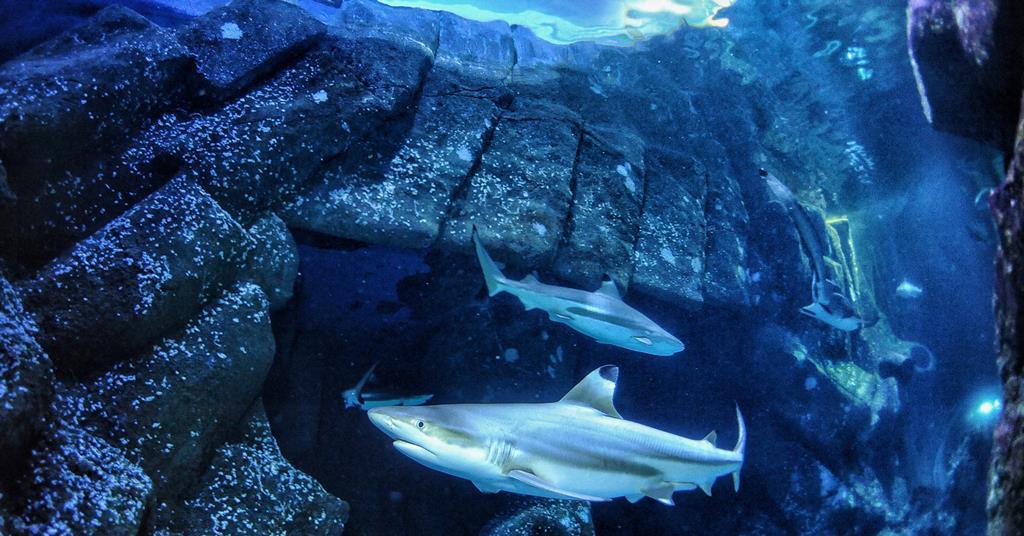Ocean acidification could cause shark tooth corrosion | News | RSC ...