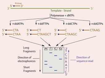 Single molecule sequencing | Feature | RSC Education
