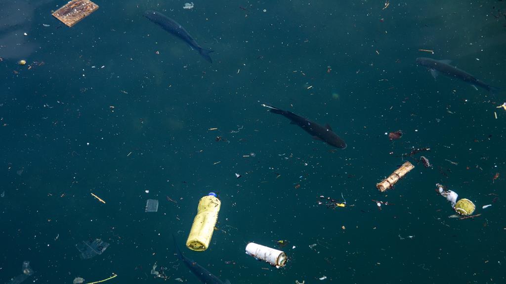 The massive problem of microplastics | Feature | RSC Education