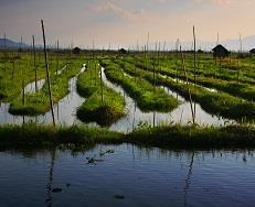 Floating garden challenge | Resource | RSC Education