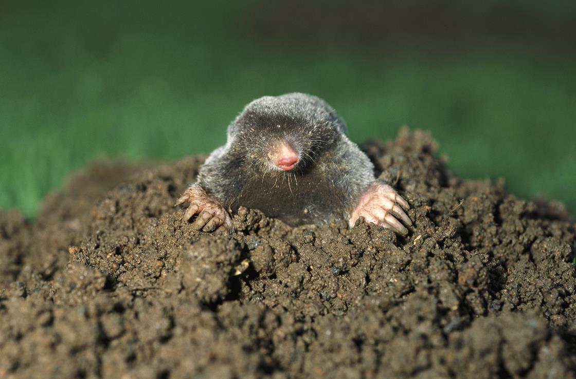 Five steps to help students master mole calculations | Ideas | RSC ...