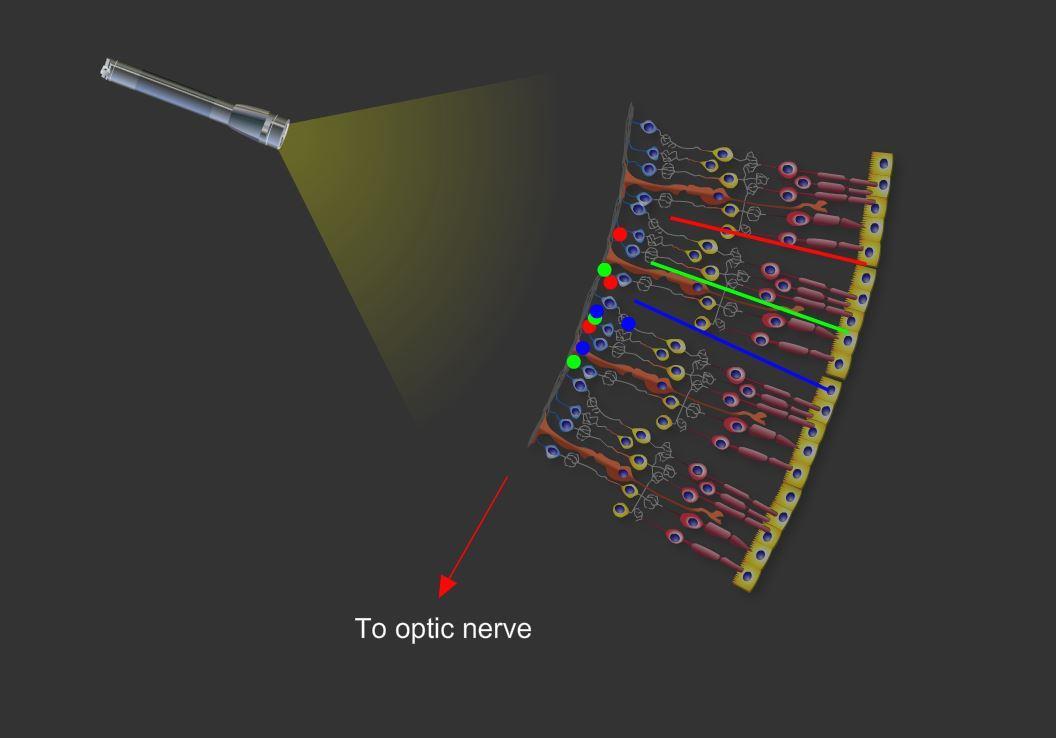 Ultraviolet–visible (UV-vis) spectroscopy | Resource | RSC Education