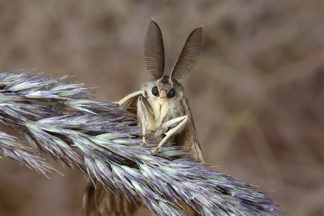 Chemical and physical properties of pheromones | Resource | RSC Education