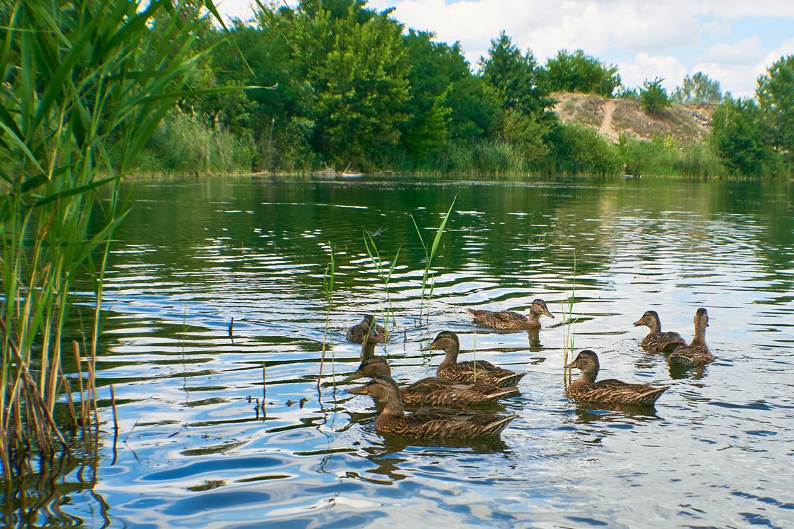 The duck pond problem | Resource | RSC Education