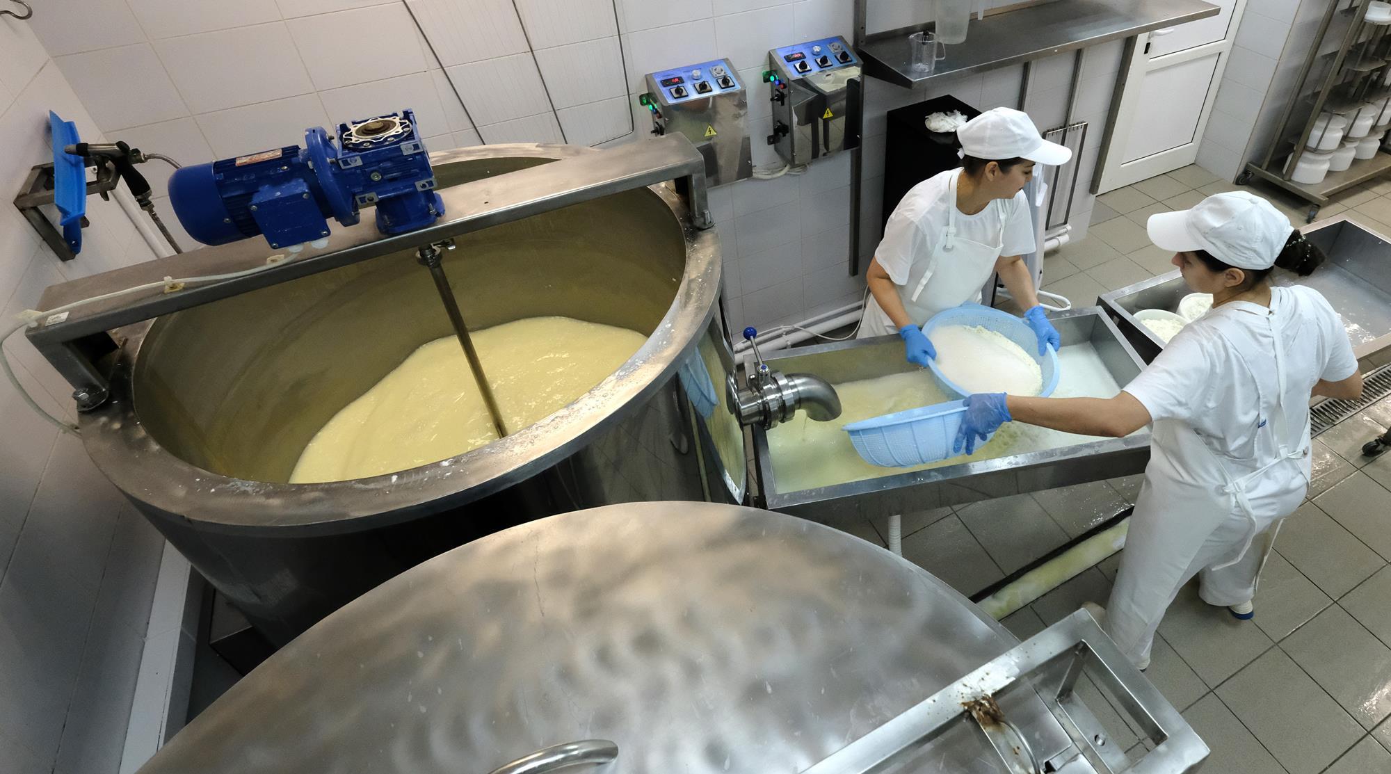 Chemists hold the key to perfect cheese | Feature | RSC Education