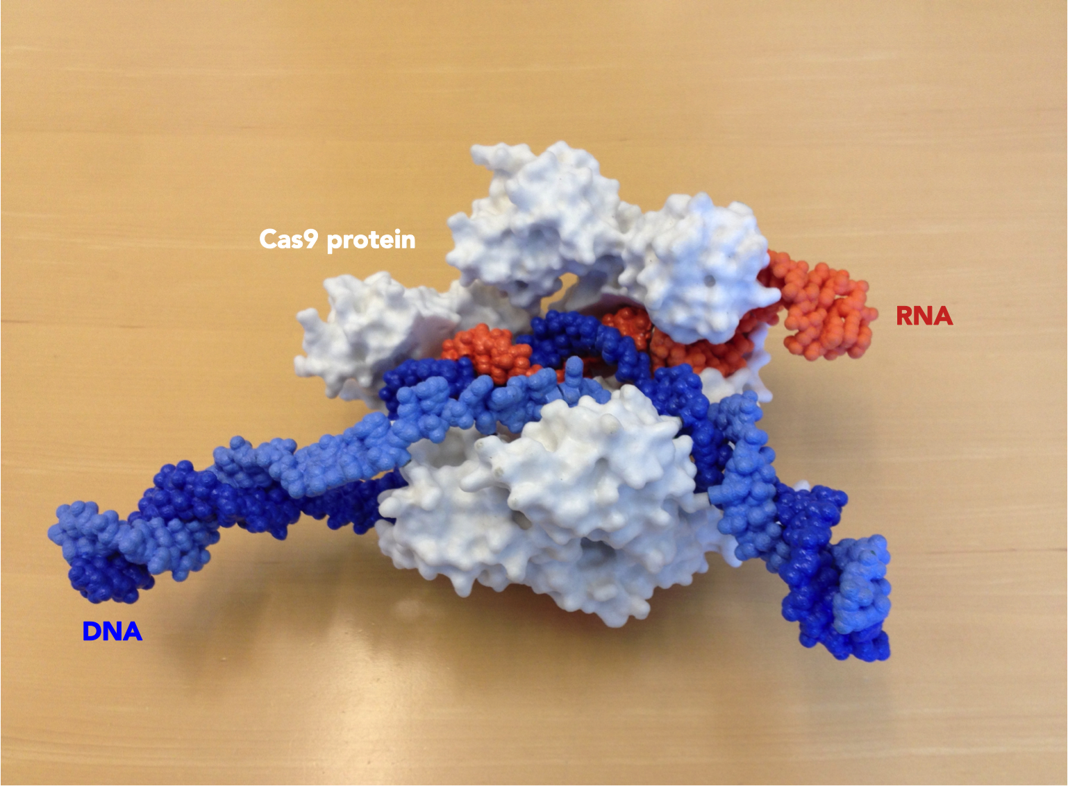 CRISPR: The cutting edge | Feature | RSC Education