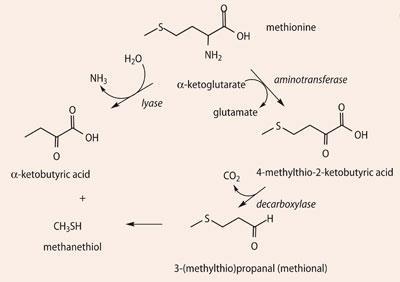 Really cheesy chemistry | Feature | RSC Education