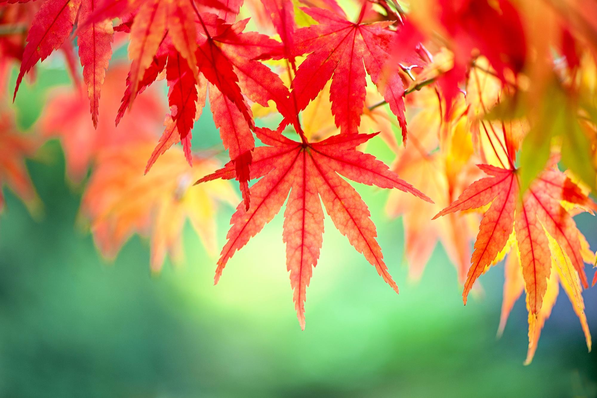 Red Leaves Hd Wallpaper