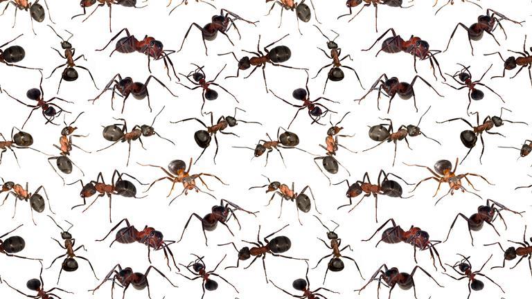 It’s an ant’s life | Feature | RSC Education