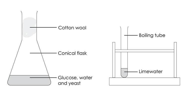 Fermentation of glucose using yeast | 14–16 years | Class experiment ...