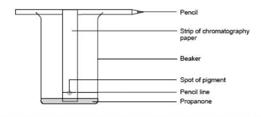 Leaf chromatography | Class experiment | RSC Education